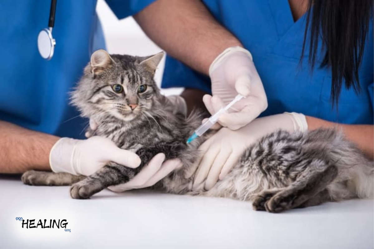Can Cats Get Parvo? 7 Vital Facts to Know Today - Pro Healing Blog